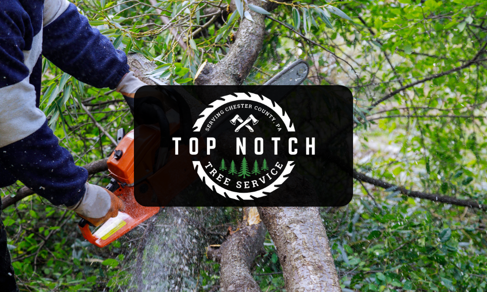 Top Notch Tree Service - eNet Web Services | Digital Marketing & Social ...